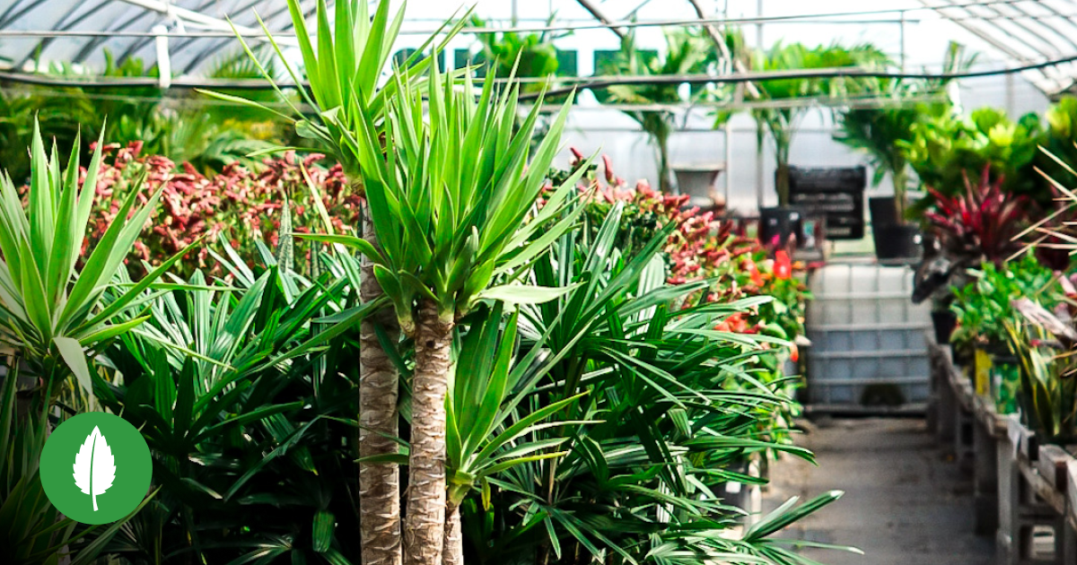 Accueil - Faucher - Plantes et Pavés