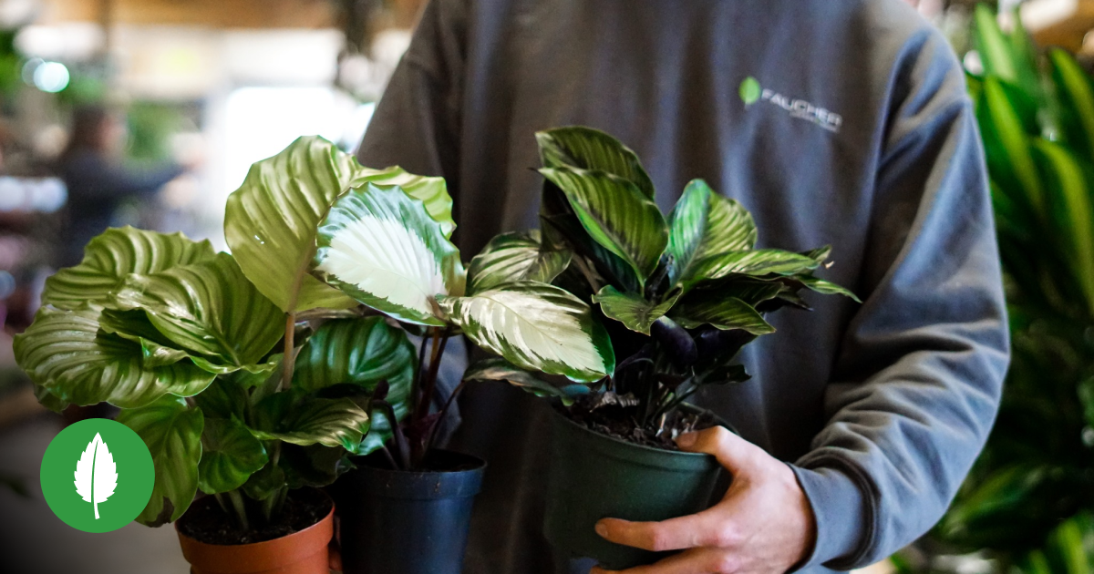 FAQs - Faucher - Plantes et Pavés